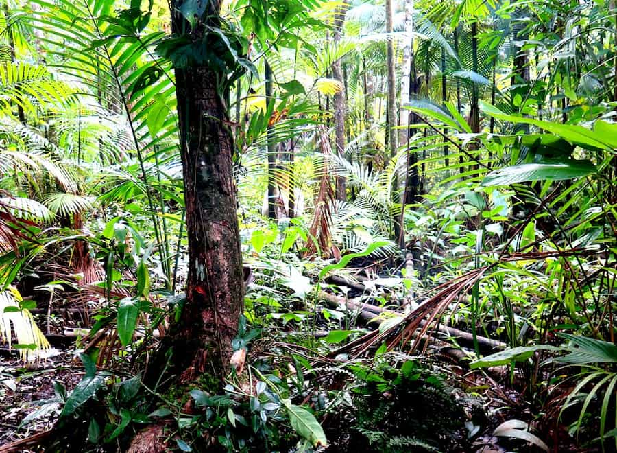 Biodiversity Conservation in the Amazon: Findings on Tree Species Rich